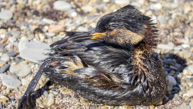 Effects of Oil Spills on Marine & Human Life - American Oceans