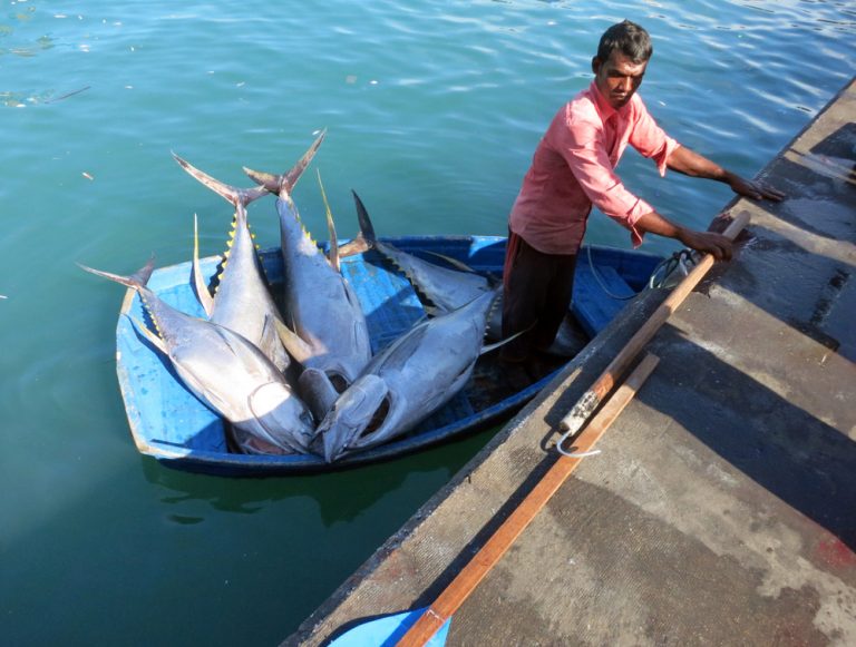 Are Atlantic Bluefin Tuna Endangered?
