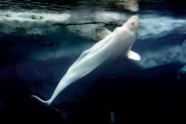 Beluga Whale: Behavior, Conservation, and Importance in the Ecosystem