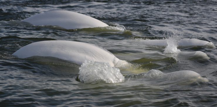 Beluga Whale - Facts, Diet & Habitat Information
