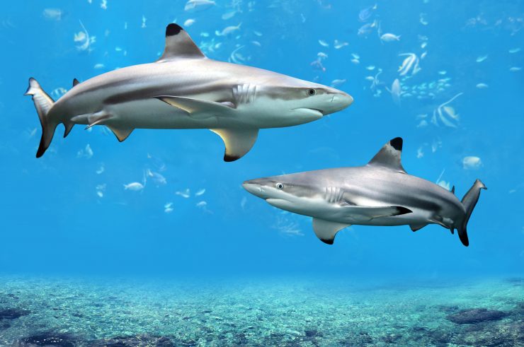 Are There Sharks in Bali?