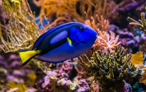 Blue Tang Facts Diet Habitat Information American Oceans