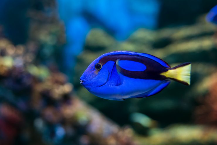 What Kind of Fish is Dory from Finding Nemo?