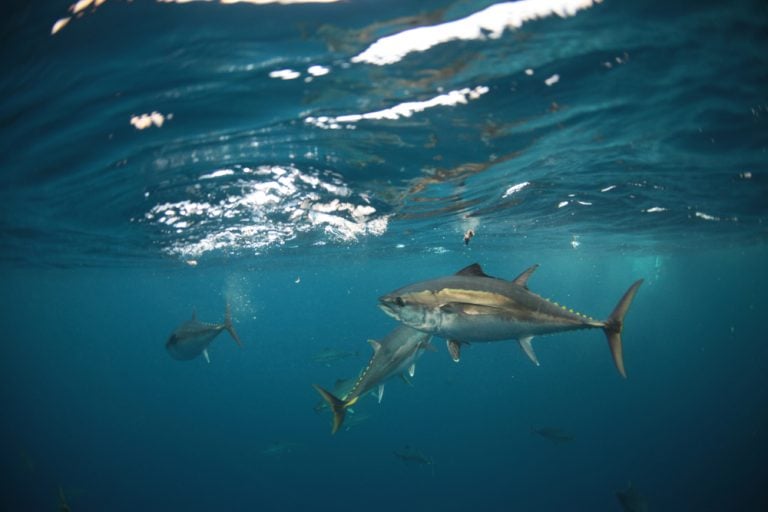 What Do Bluefin Tuna Eat?