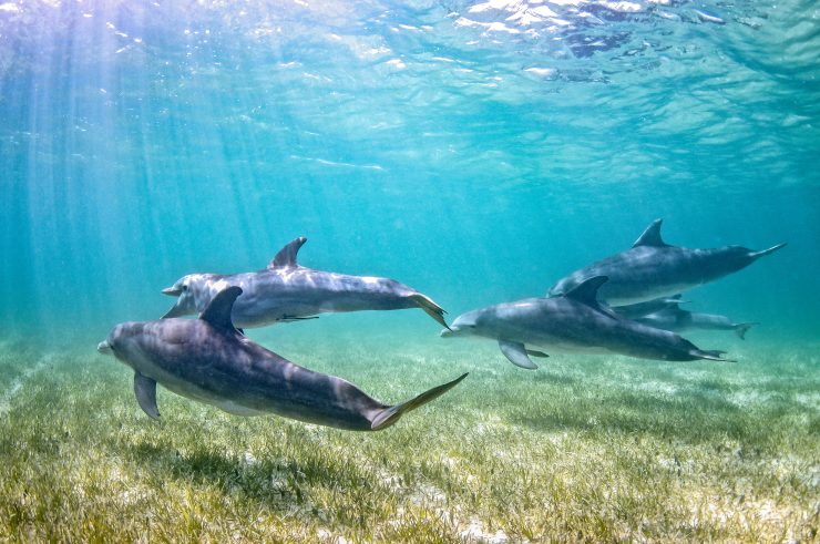 The Incredible Way Dolphins Sleep Without Drowning