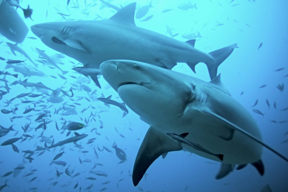 Great White vs Bull Shark: What's the Difference? - American Oceans