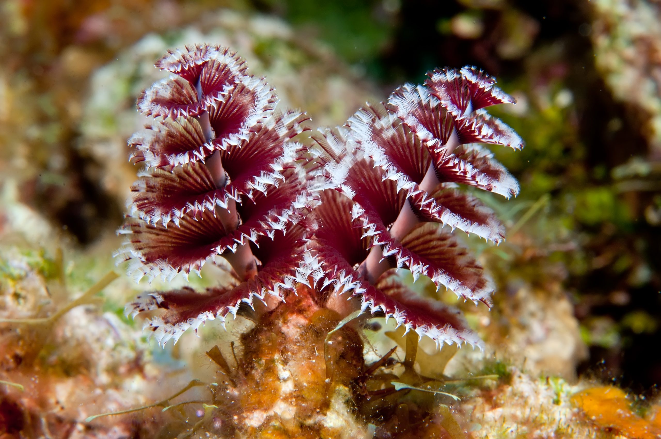 Christmas Tree Worm Facts Habitat Diet Conservation More Christmas Tree Worm Facts Habitat Diet Conservation More