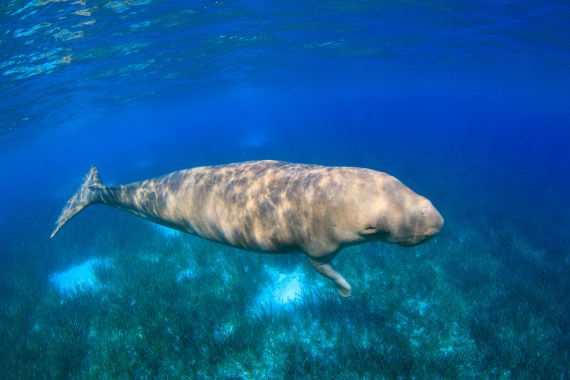Dugong - Facts, Diet & Habitat Information