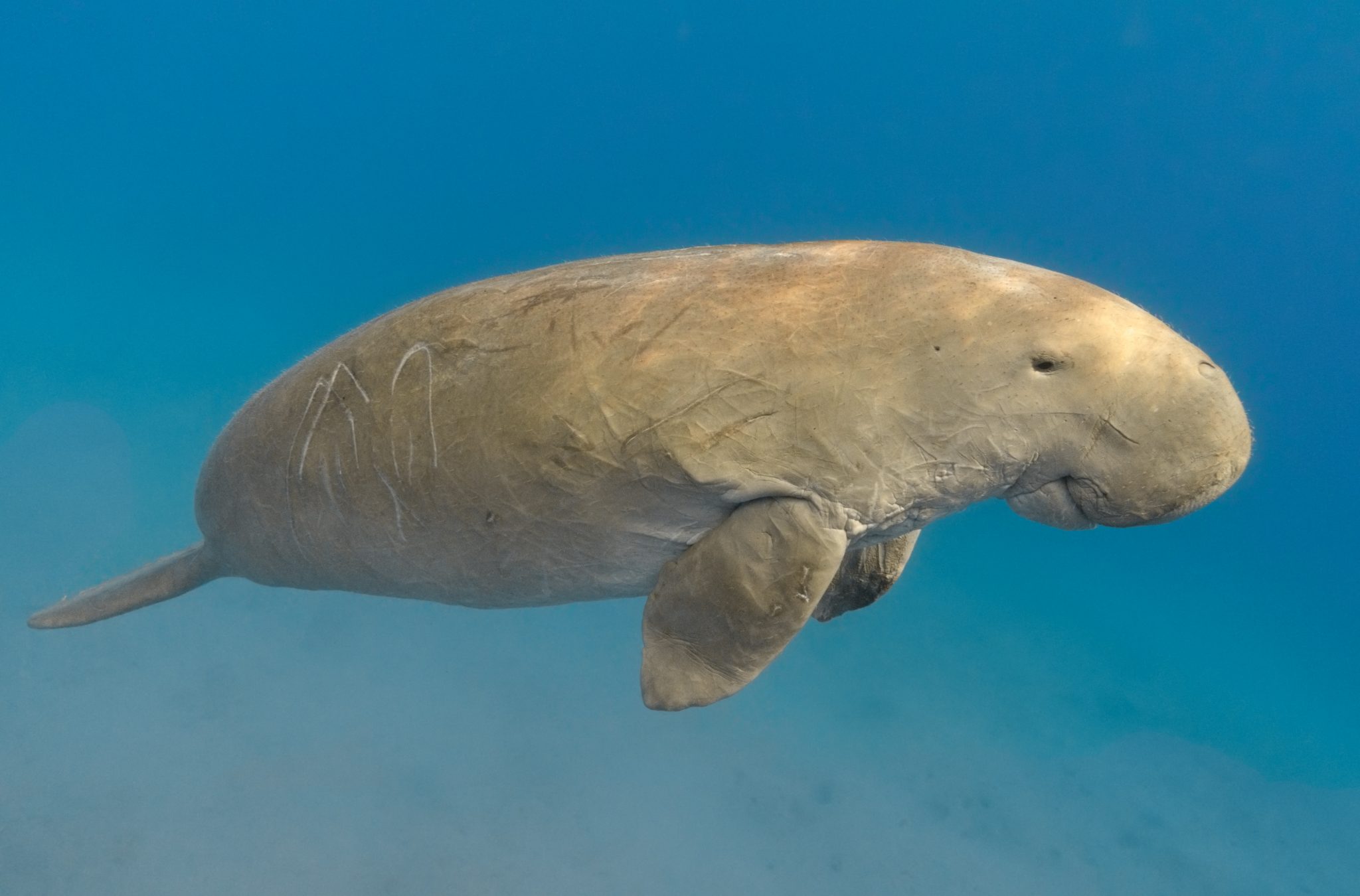 Dugong Facts Diet Habitat Information Dugong Facts Diet Habitat Information