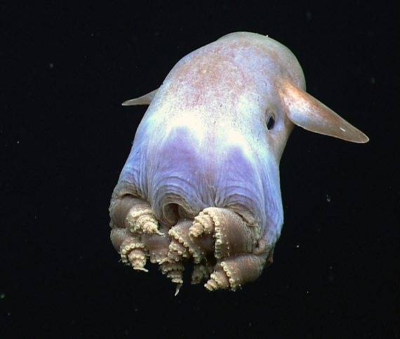 What Do Dumbo Octopus Eat? - American Oceans
