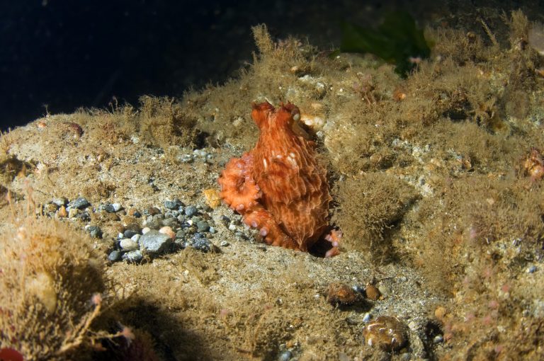 Giant Pacific Octopus Facts: Habitat, Diet, Conservation, & More
