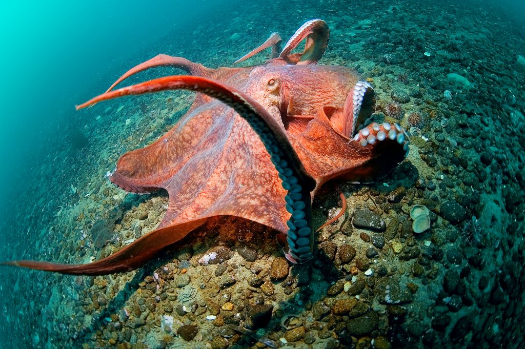 Giant Pacific Octopus Facts: Habitat, Diet, Conservation, & More