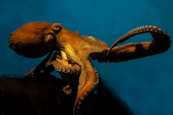 Giant Pacific Octopus Facts: Habitat, Diet, Conservation, & More