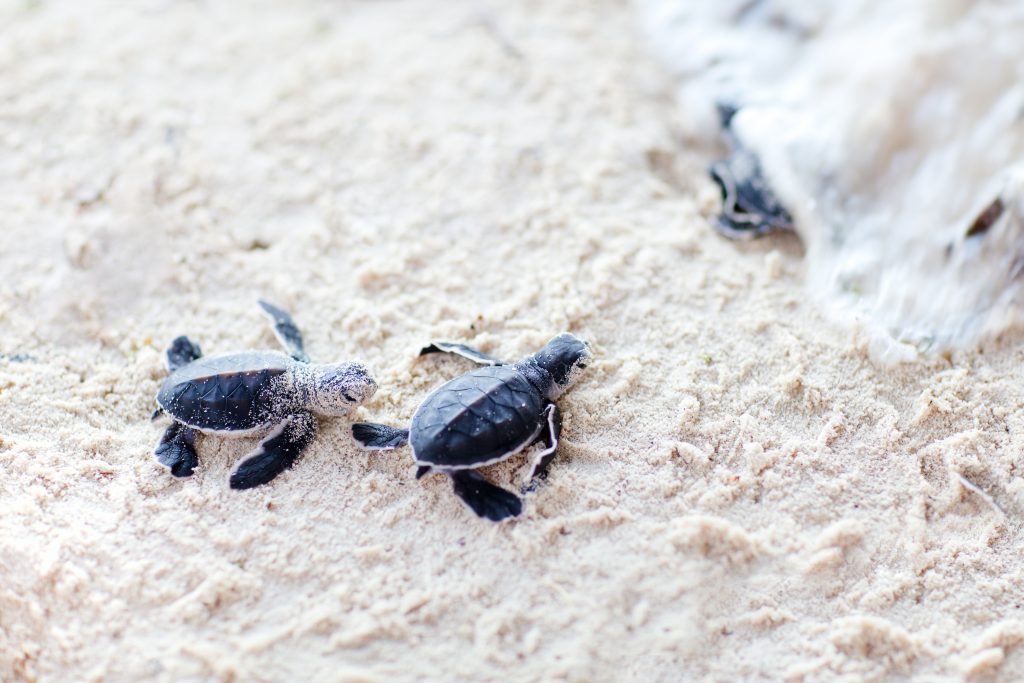 Green Sea Turtle Facts: Habitat, Diet, Conservation, & More