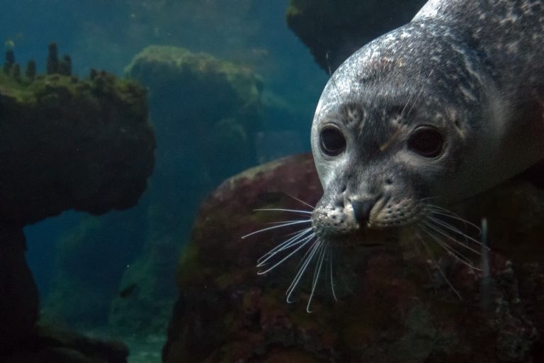 Hawaiian Monk Seal Facts: Habitat, Diet, Conservation, & More