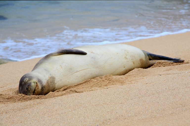 Hawaiian Monk Seal Facts: Habitat, Diet, Conservation, & More