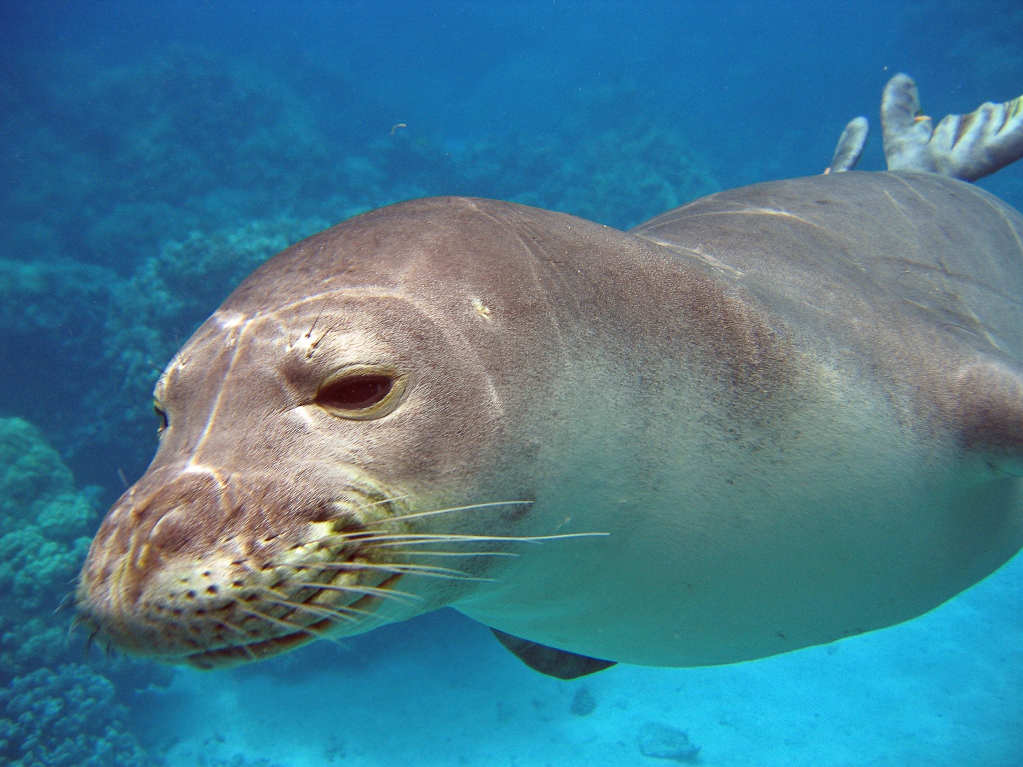 Hawaiian Monk Seal Facts Habitat Diet Conservation More