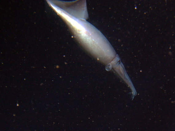 Humboldt Squid Facts & Information Guide - American Oceans