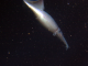 Are Humboldt Squid Aggressive? - American Oceans