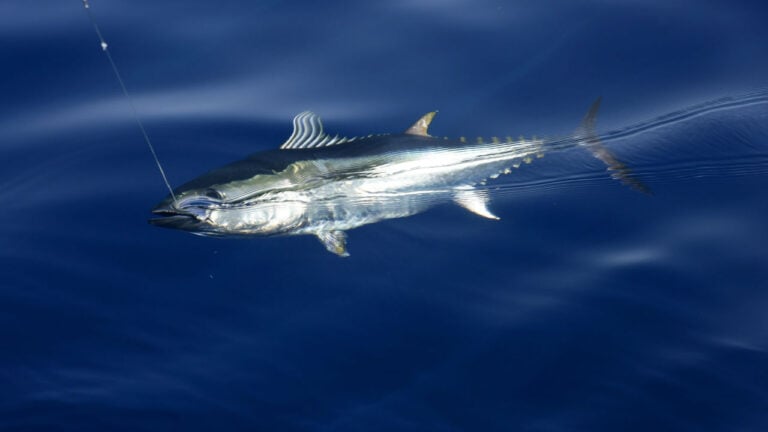 What's the Difference Between Albacore and Tuna