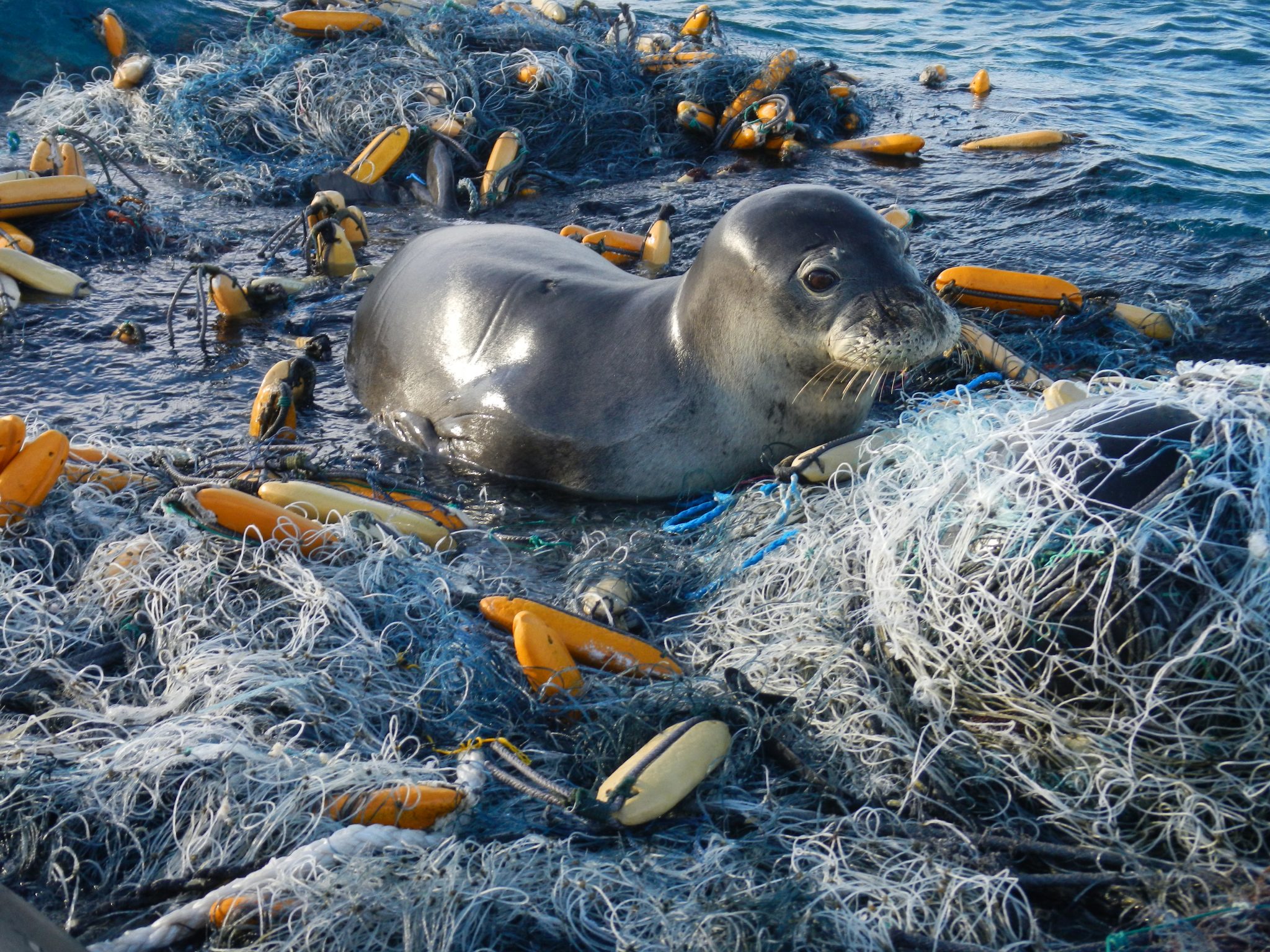 Hawaiian Monk Seal Facts: Habitat, Diet, Conservation, & More