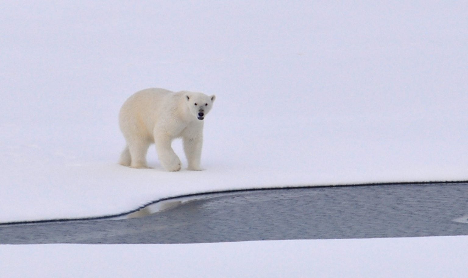 What Makes Polar Bears White