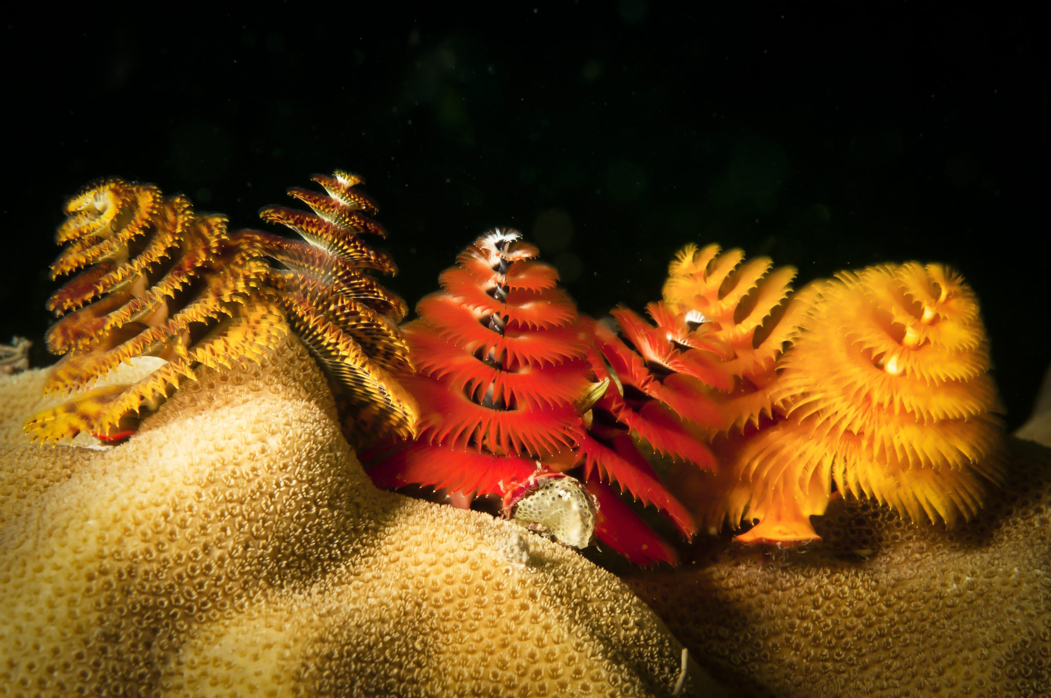 Christmas Tree Worm Facts Habitat Diet Conservation More Christmas Tree Worm Facts Habitat Diet Conservation More