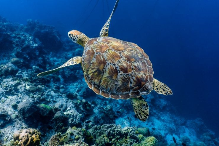 Green Sea Turtle Facts: Habitat, Diet, Conservation, & More