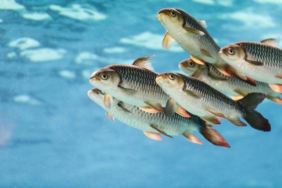 Do Fish Hibernate in the Winter? - American Oceans