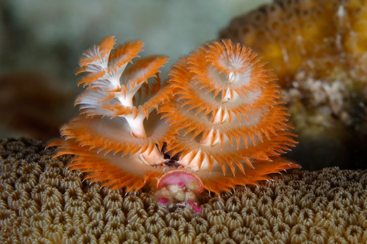 Christmas Tree Worm Facts: Habitat, Diet, Conservation, & More