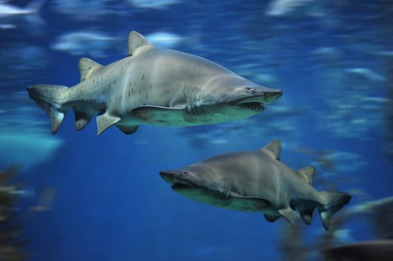 Tonic Immobility in Sharks