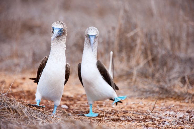 Why Are Blue-Footed Boobies’ Feet Blue?