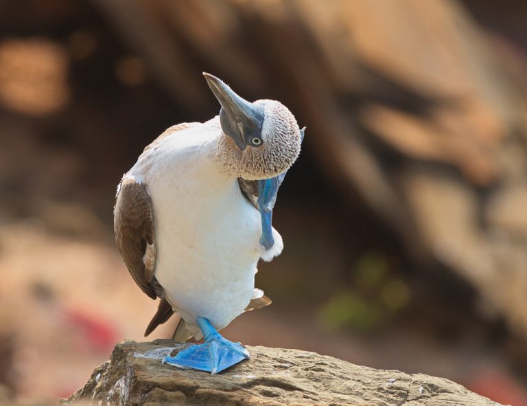 Why Are Blue-Footed Boobies’ Feet Blue?