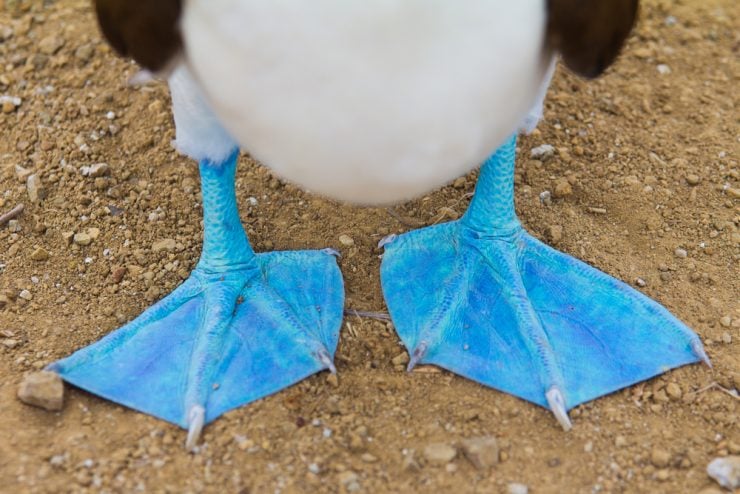 Why Are Blue-Footed Boobies’ Feet Blue?