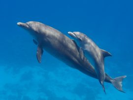 How Fast Can a Dolphin Swim?