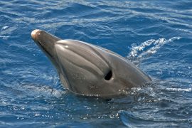 How Long Can a Bottlenose Dolphin Hold its Breath?