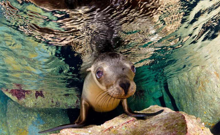 California Sea Lion Time Spent in Water Vs on Land - American Oceans