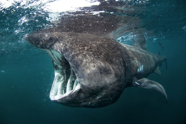 Sharks in Portugal
