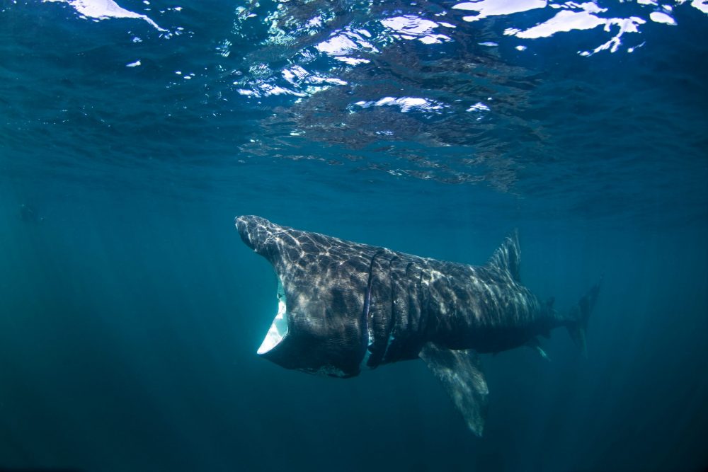 Weird Sharks