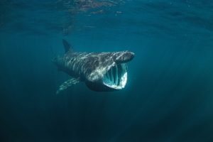 Are There Sharks in Norway?