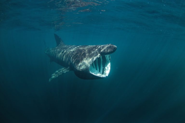 Are There Sharks in Norway?