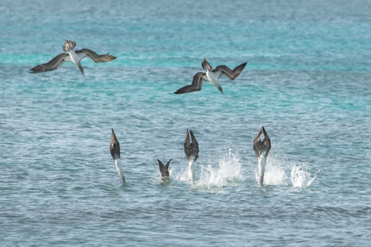 Blue-Footed Booby Fact & Information Guide - American Oceans