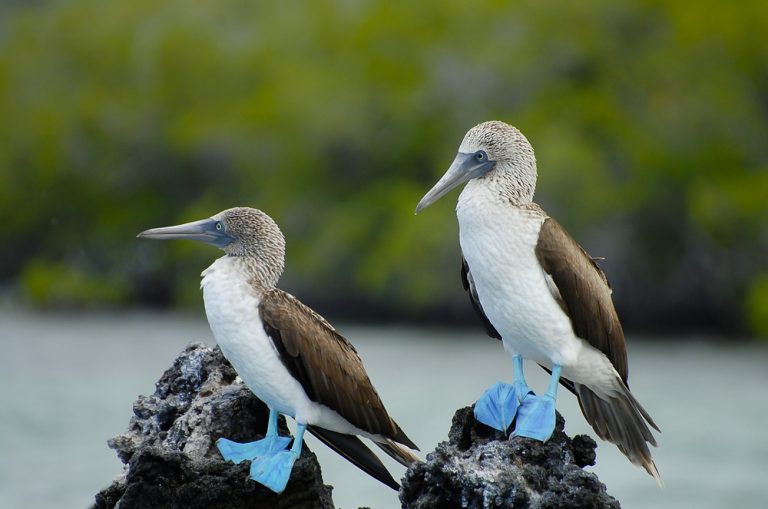 Blue-Footed Booby Fact & Information Guide - American Oceans