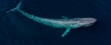 Biggest Blue Whale Ever Recored - American Oceans