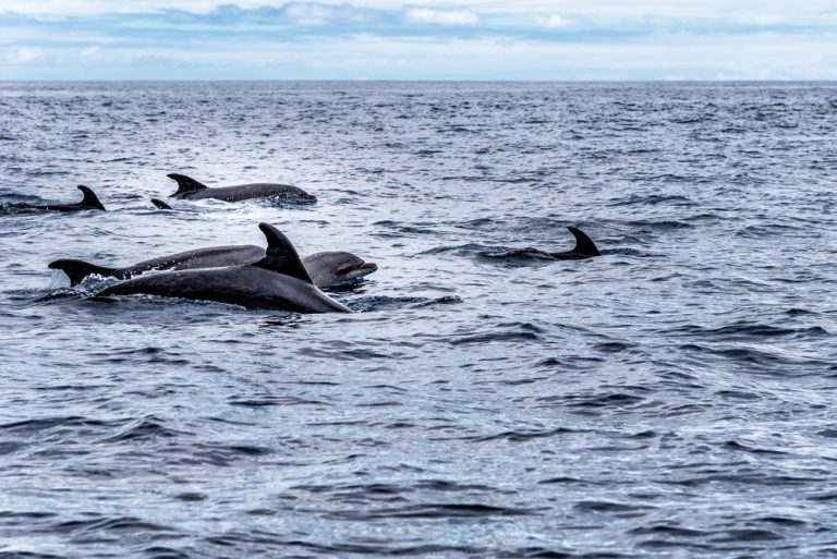 What Color is a Dolphin?