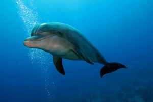 The Incredible Way Dolphins Sleep Without Drowning