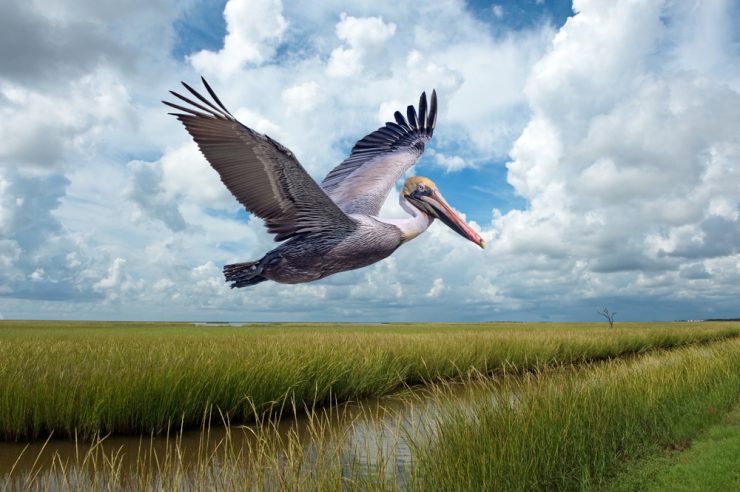 Brown Pelican Fact & Information Guide - American Oceans
