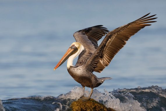 Brown Pelican Fact & Information Guide - American Oceans