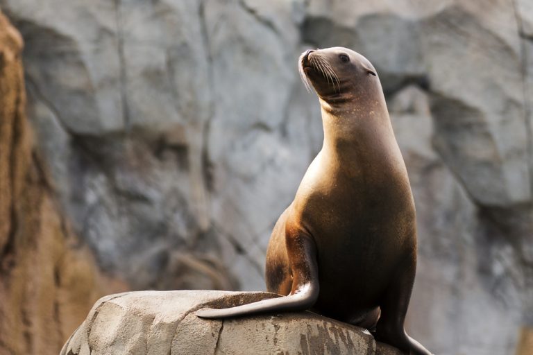 California Sea Lion Facts Information Guide American Oceans California Sea Lion Facts Information Guide American Oceans