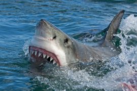 Great White Shark vs Tiger Shark - American Oceans